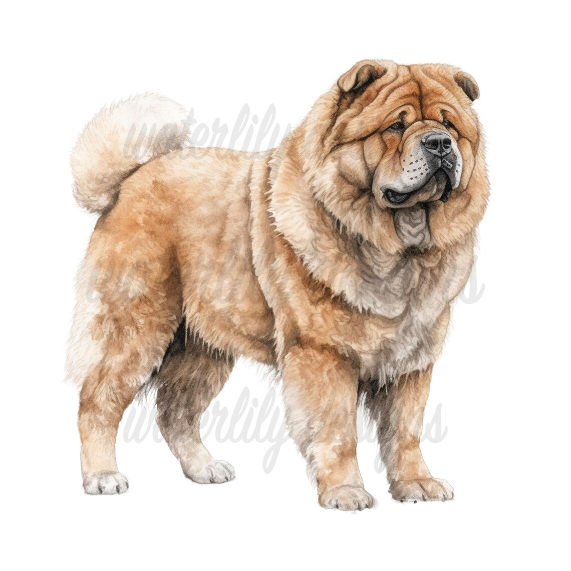 Chow Terrier Clipart Bundle: Watercolor PNG Images (digital Download ...