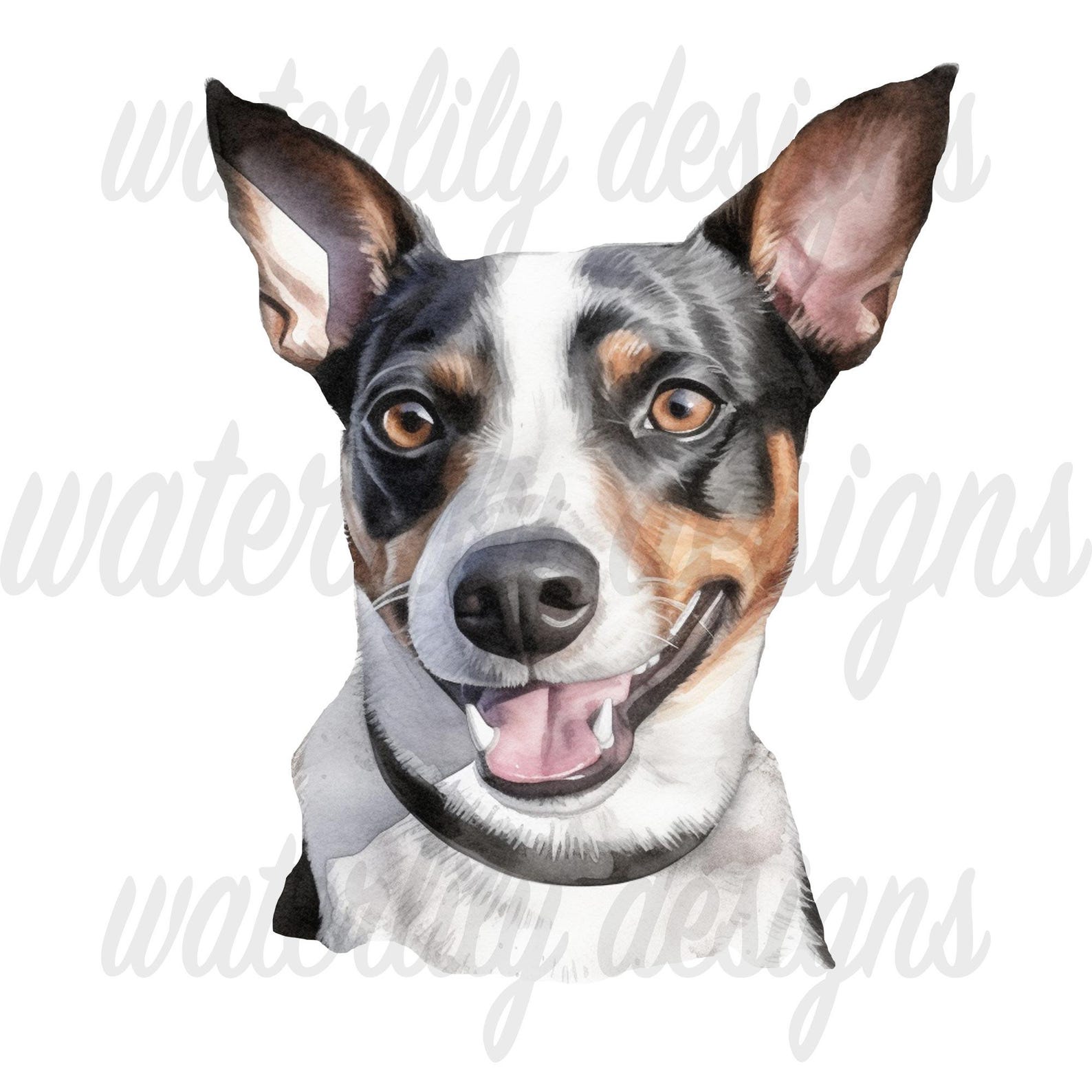 Rat Terrier Clipart Bundle, 8 High Quality Vibrant Pngs, Printable ...