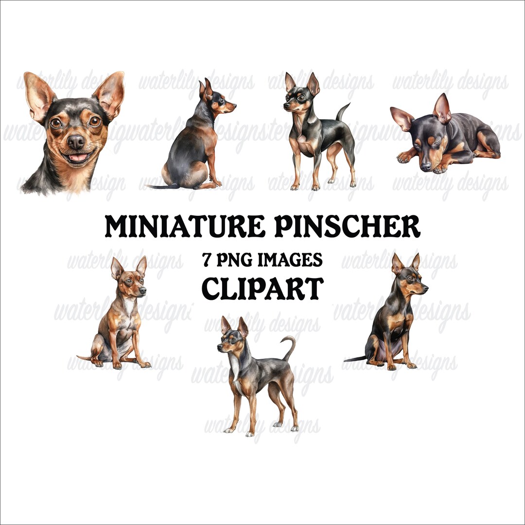 Miniature Pinscher Clipart Bundle: Watercolor Dog Pngs (digital ...