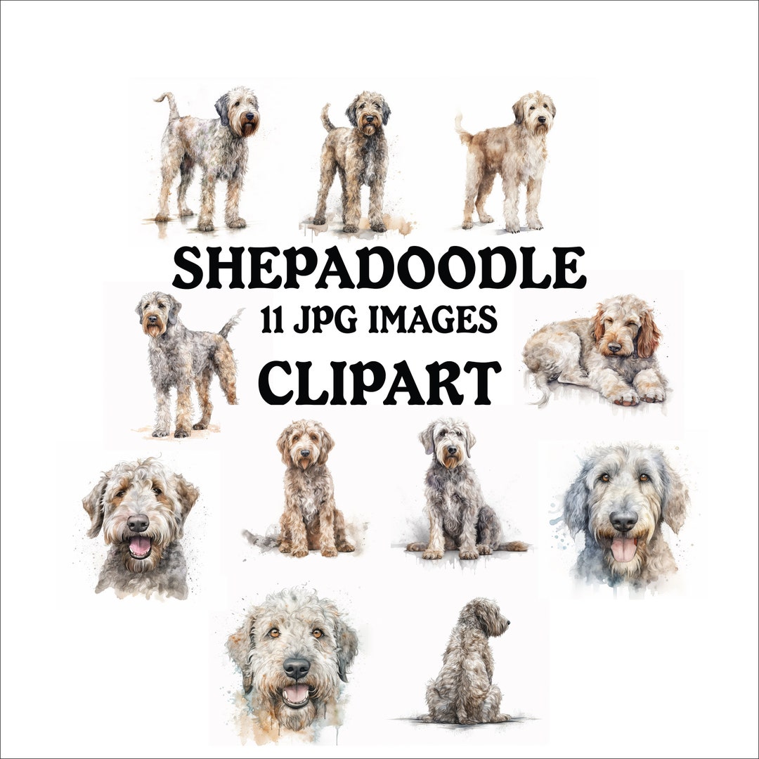 Shepadoodle Clipart Bundle: 11 Vibrant Jpgs, Commercial Use (digital ...