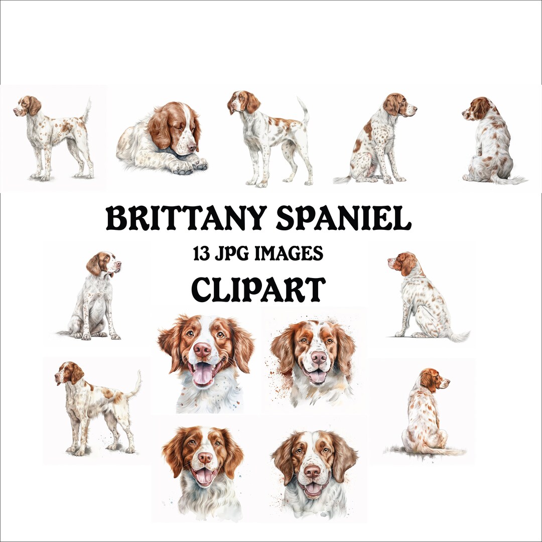 Brittany Spaniel Clipart Bundle - 13 High Quality Vibrant Jpgs ...