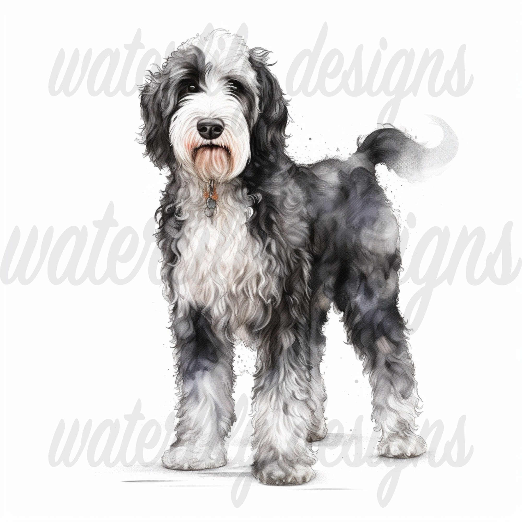 Bernedoodle Clipart Bundle - 6 High Quality Vibrant Jpgs, Printable ...