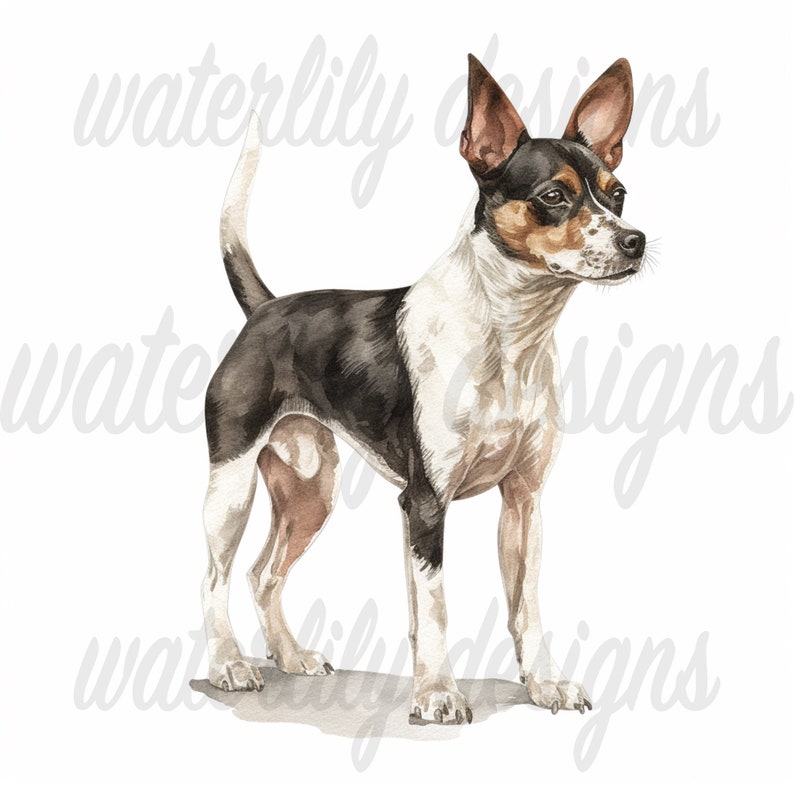 Rat Terrier Clipart Bundle - 8 High Quality Vibrant Jpgs, Printable ...