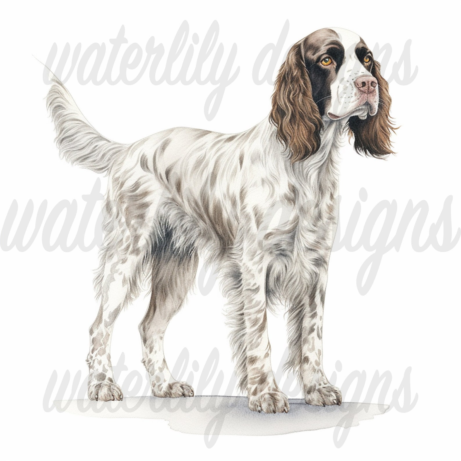 Springer Spaniel Clipart Bundle - 10 High Quality Vibrant Jpgs ...