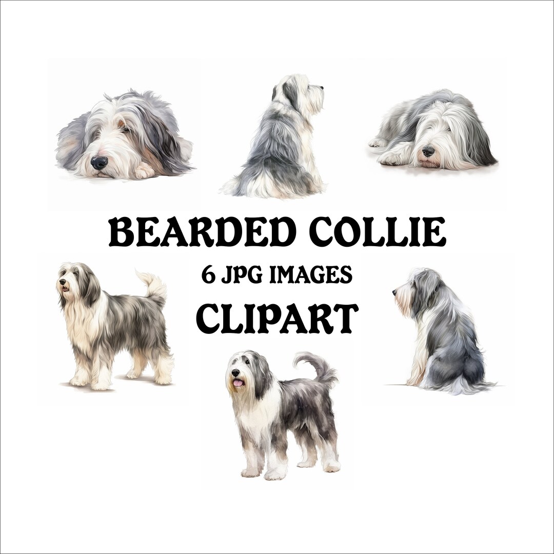 Bearded Collie Clipart: Crafting & Planner Graphics (digital Download ...