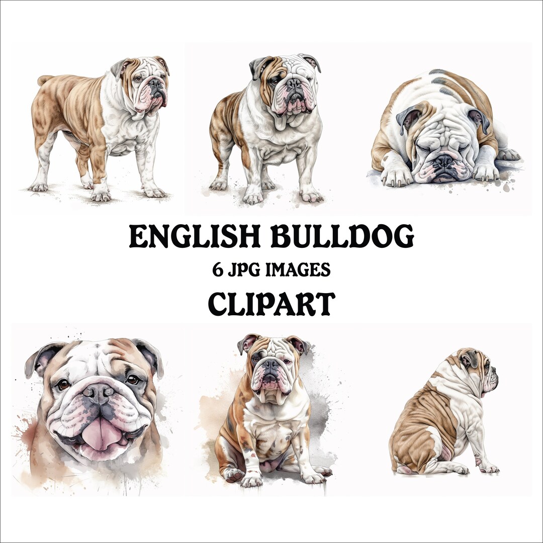 English Bulldog Clipart: 6 Watercolor Dog Images (commercial Use) - Etsy