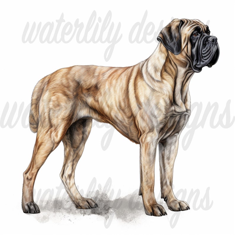 English Mastiff Clipart Bundle - 8 High Quality Vibrant Jpgs, Printable ...