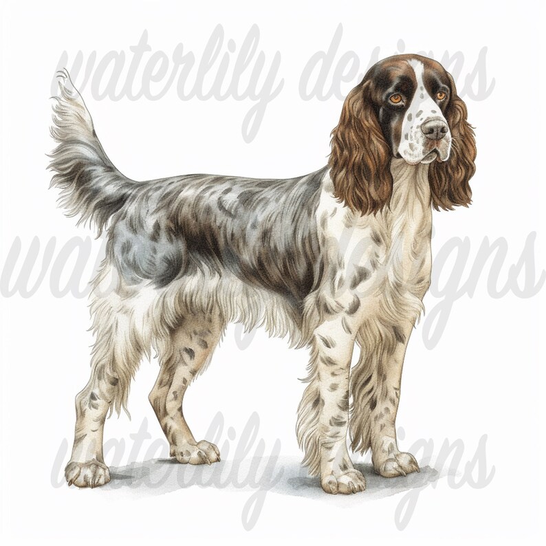 English Springer Spaniel Clipart Bundle 12 High Quality Jpgs, Printable ...