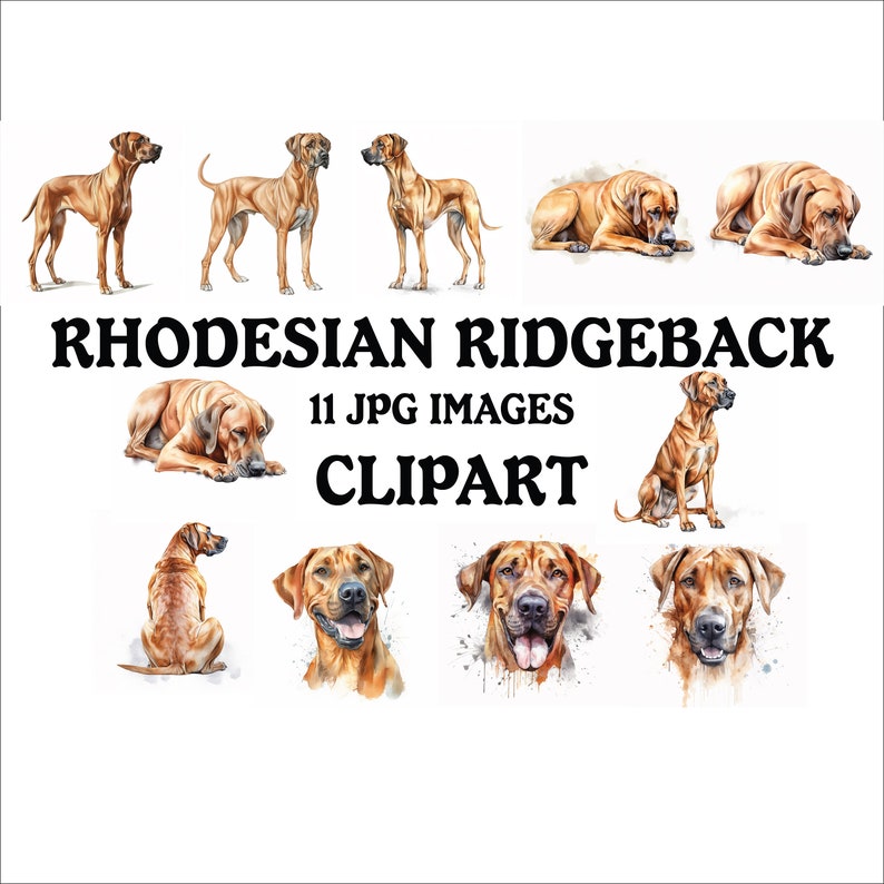 Rhodesian Ridgeback Clipart Bundle - 11 High Quality Vibrant Jpgs ...