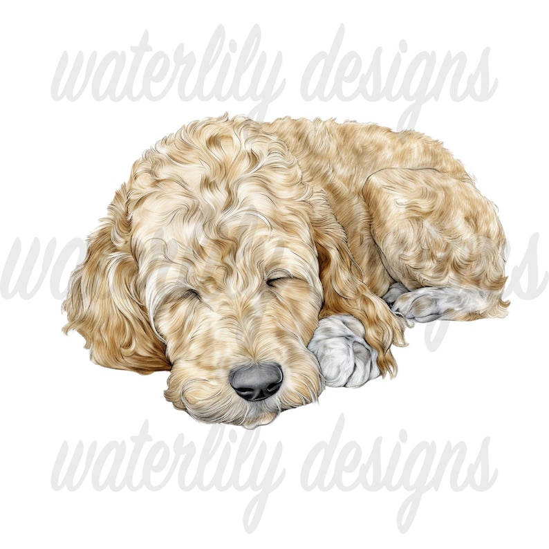 Goldendoodle Watercolor Clipart Bundle: High-resolution Pngs (digital ...