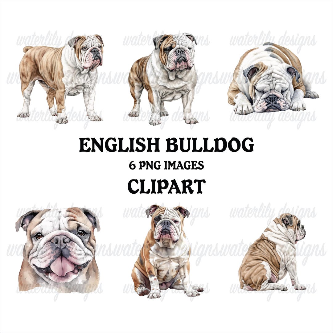 English Bulldog Clipart: Watercolor Style PNG Bundle (digital Download ...