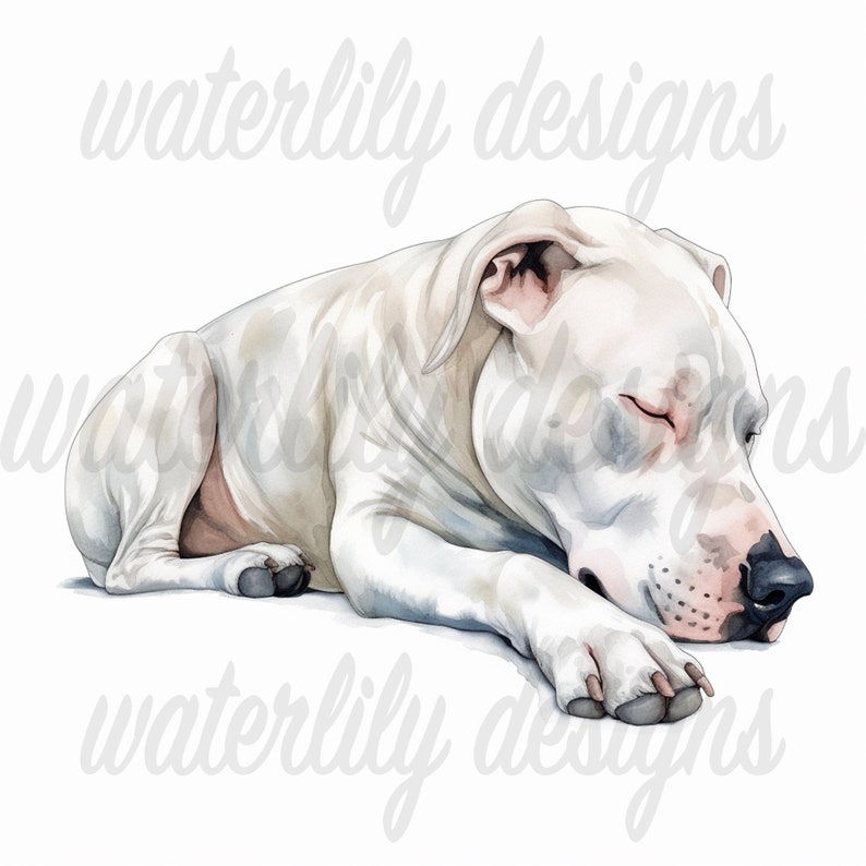 Dogo Argentino Clipart Bundle - 9 High Quality Vibrant Jpgs, Printable ...