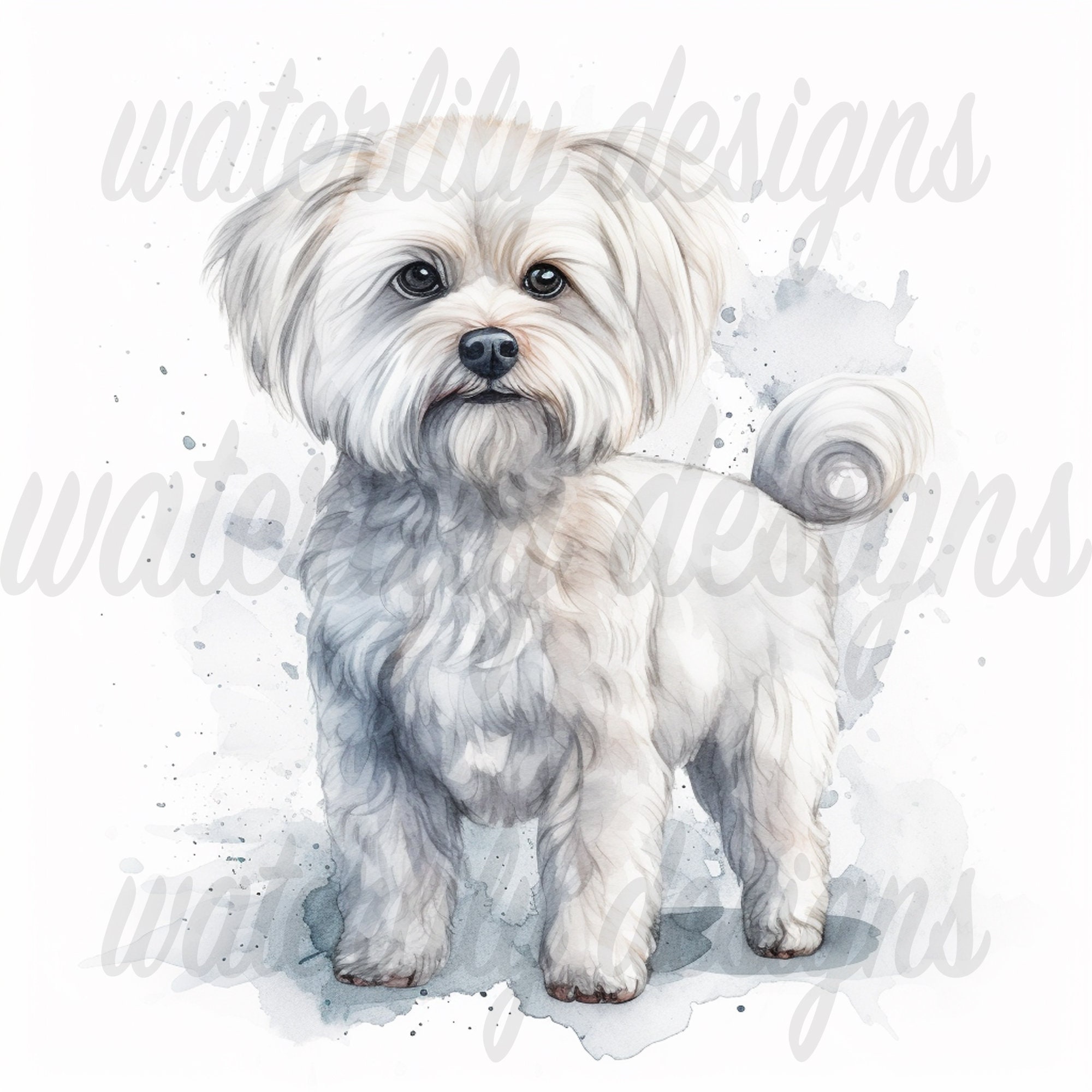 Maltese Clipart Bundle - 10 High Quality Vibrant Jpgs, Printable ...