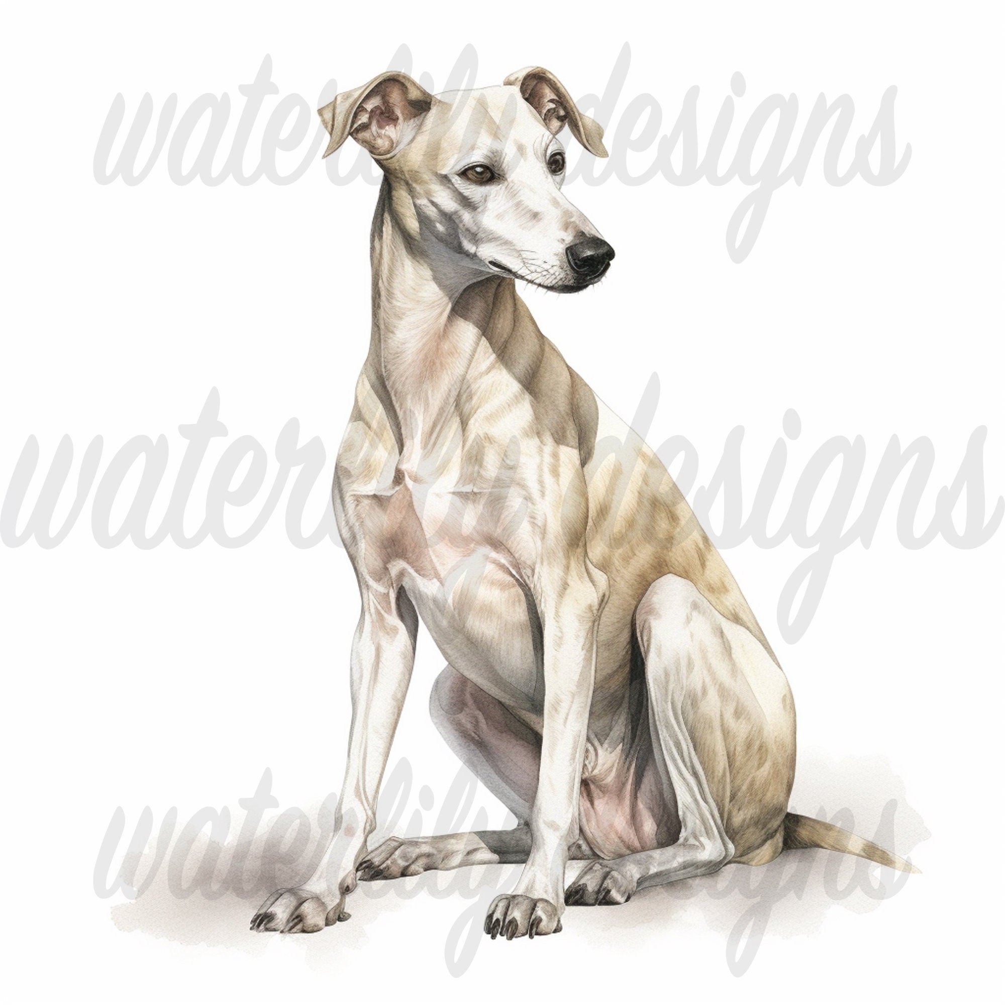 Whippet Clipart Bundle - 10 High Quality Vibrant Jpgs, Printable ...