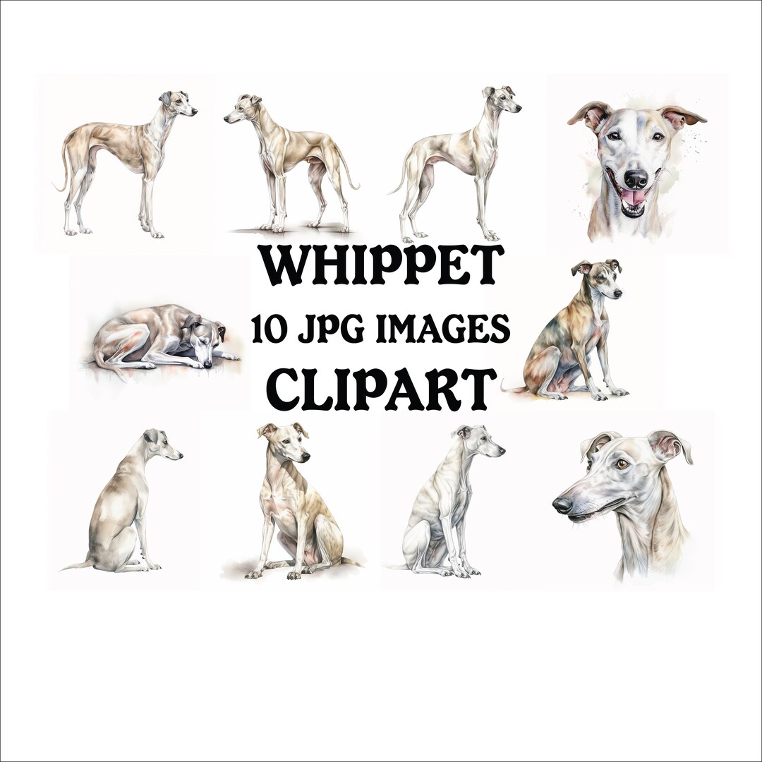 Whippet Clipart Bundle - 10 High Quality Vibrant Jpgs, Printable ...