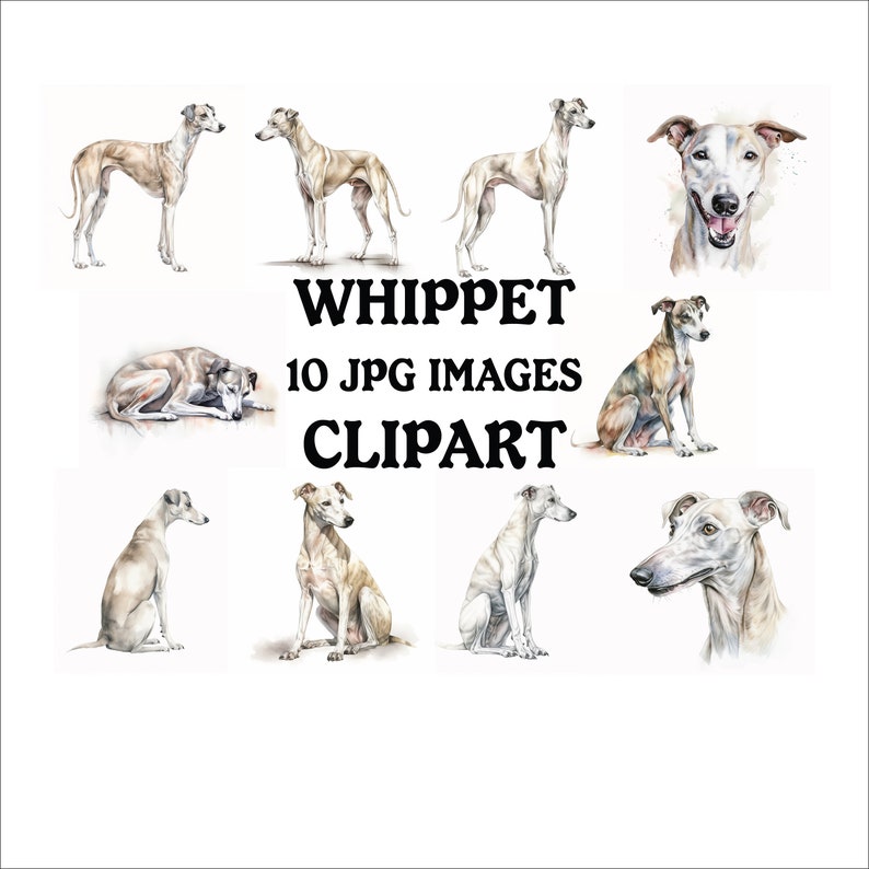Whippet Clipart Bundle - 10 High Quality Vibrant Jpgs, Printable ...