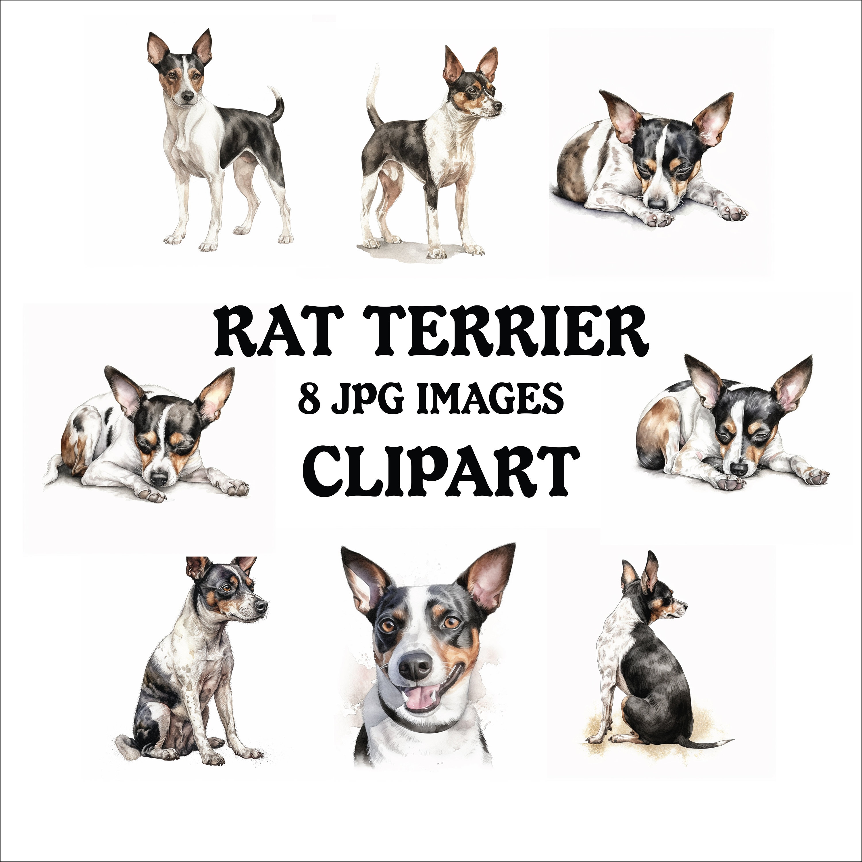 Rat Terrier Clipart Bundle - 8 High Quality Vibrant Jpgs, Printable ...