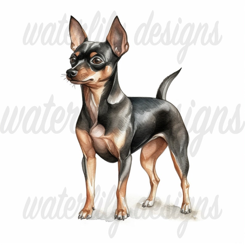 Miniature Pinscher Clipart Bundle: Vibrant Jpgs, Commercial Use ...