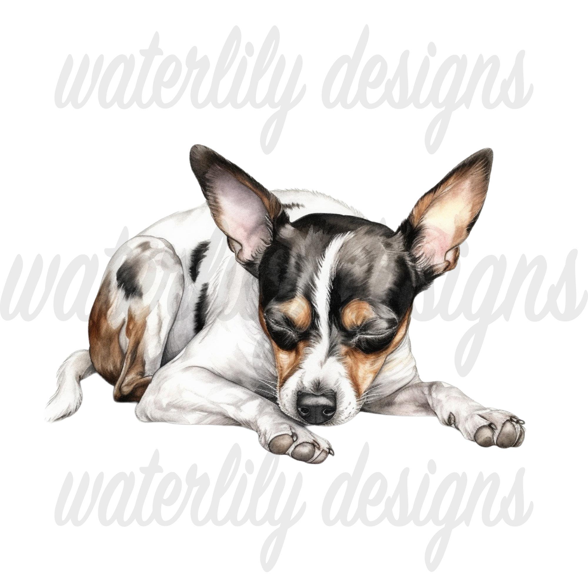 Rat Terrier Clipart Bundle, 8 High Quality Vibrant Pngs, Printable ...