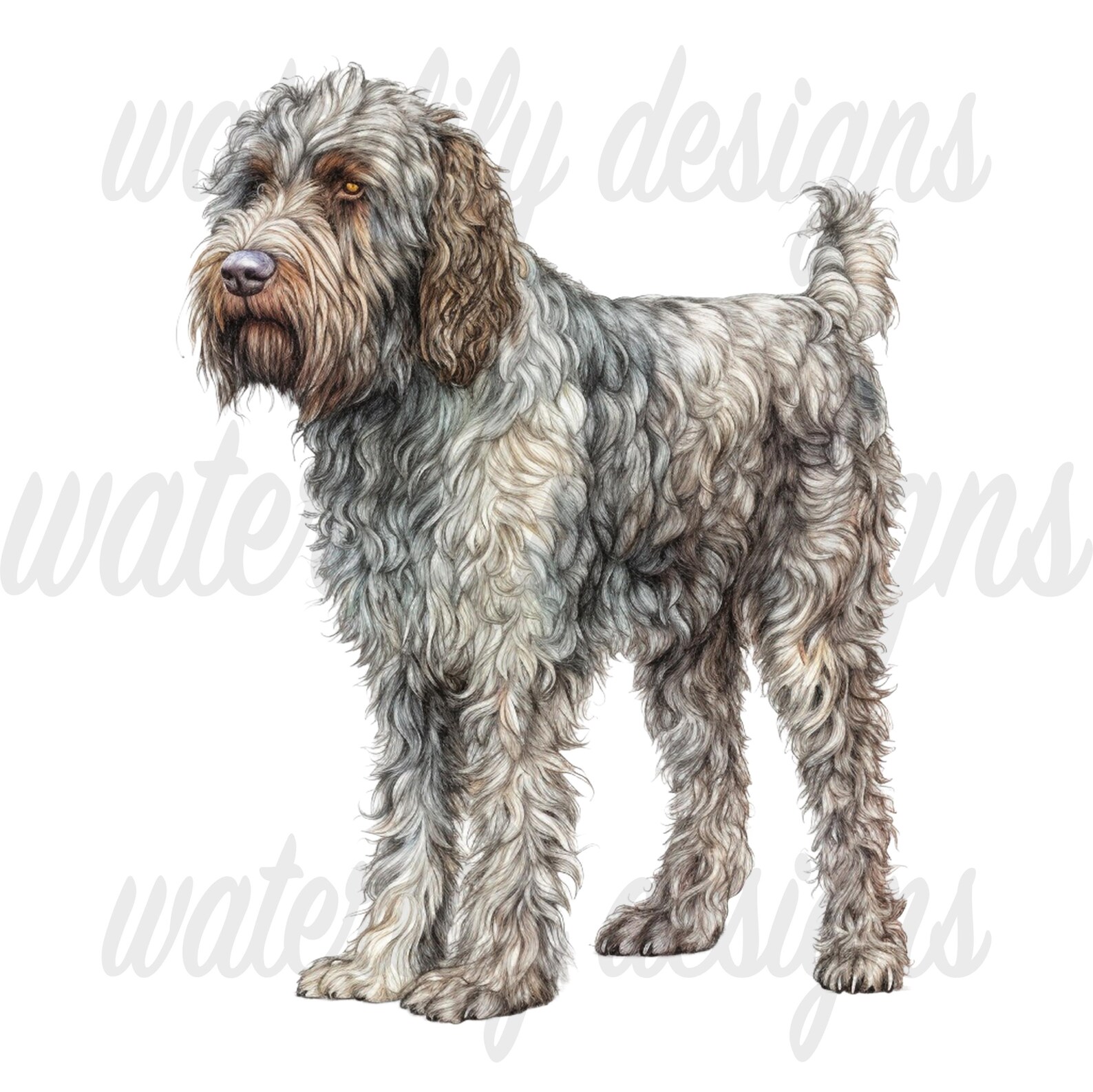 Barbet Clipart Bundle: Watercolor French Water Dog Pngs (digital ...