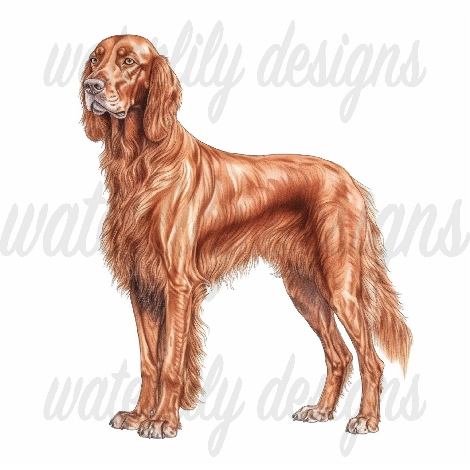 Irish Setter Clipart Bundle: 8 Vibrant Jpgs, Commercial Use (digital ...