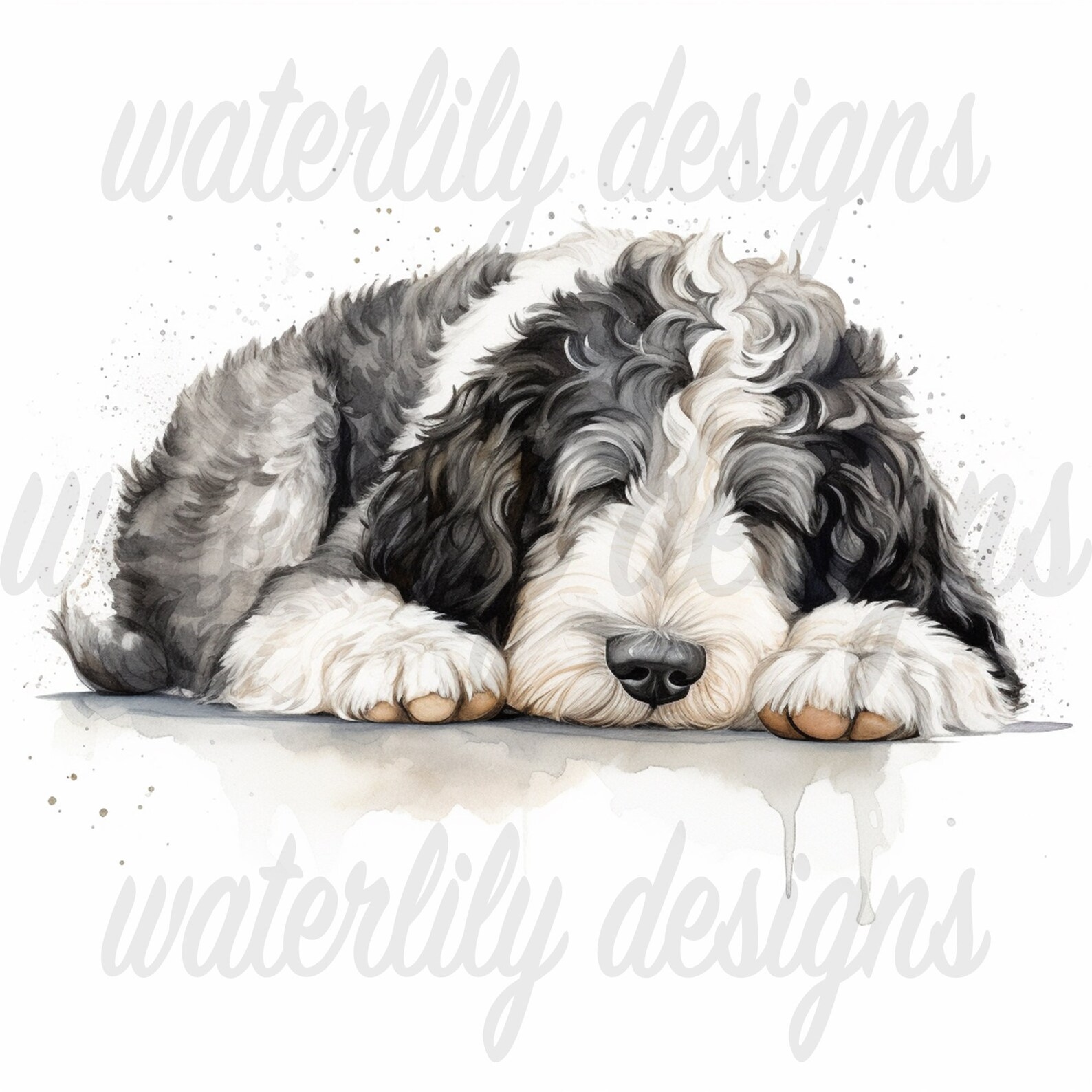 Bernedoodle Clipart Bundle - 6 High Quality Vibrant Jpgs, Printable ...