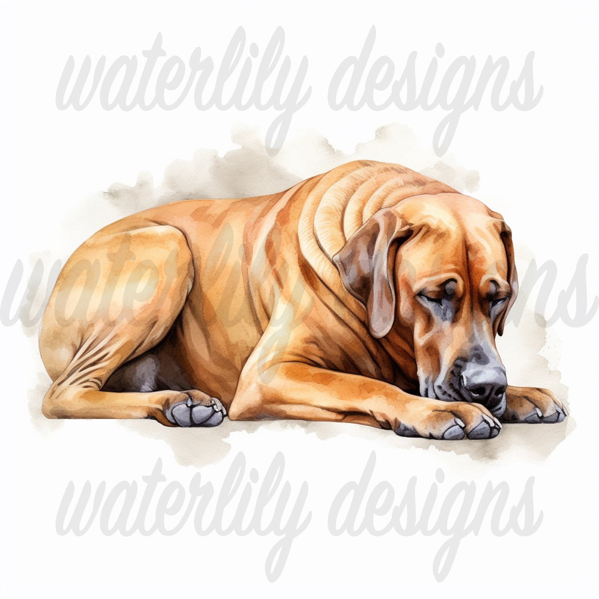 Rhodesian Ridgeback Clipart Bundle - 11 High Quality Vibrant Jpgs ...