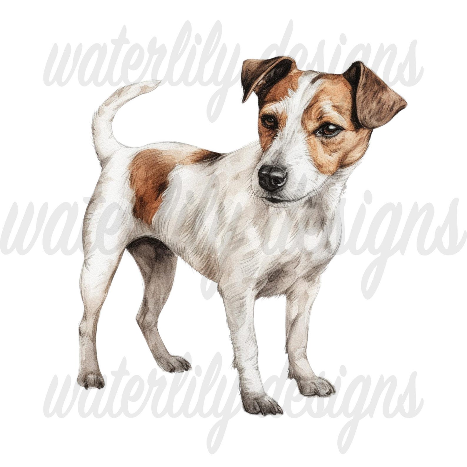 Jack Russell Clipart Bundle: Watercolor Dog Pngs (digital Download) - Etsy