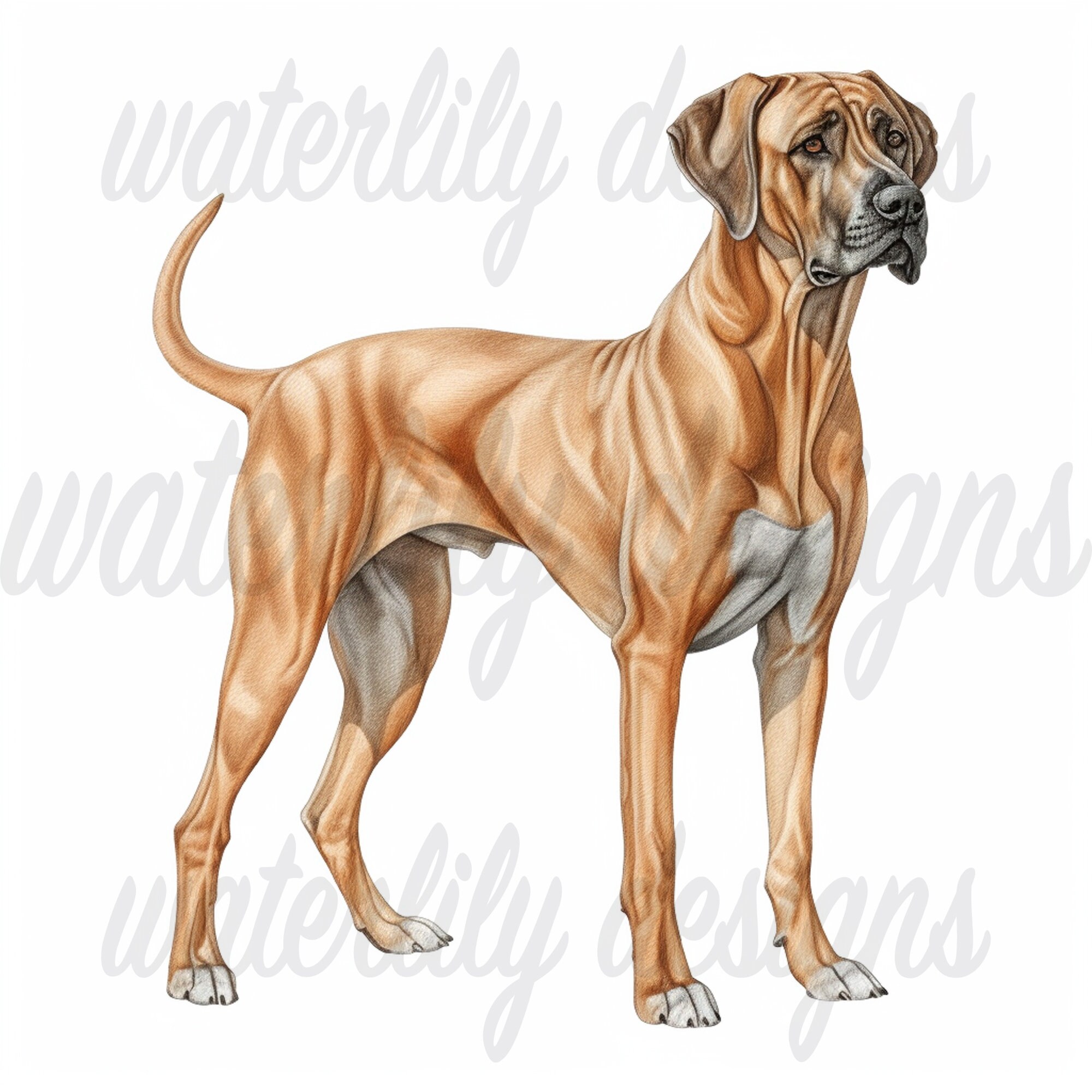 Rhodesian Ridgeback Clipart Bundle - 11 High Quality Vibrant Jpgs ...