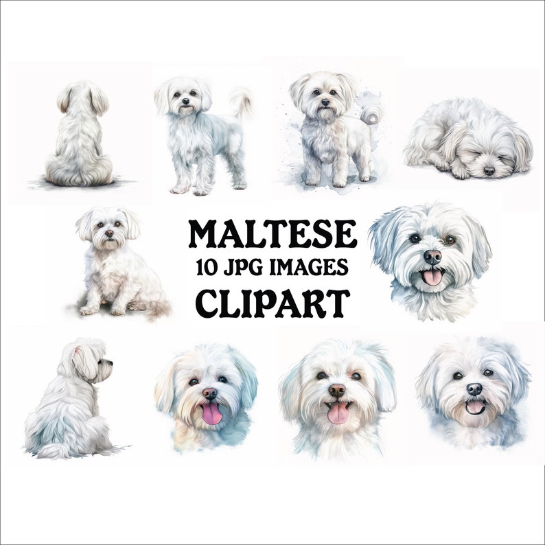 Maltese Dog Clipart Bundle: 10 JPG Images, Commercial Use (digital ...