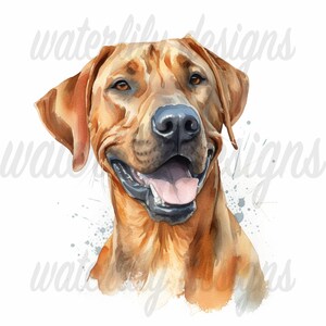 Rhodesian Ridgeback Clipart Bundle - 11 High Quality Vibrant Jpgs ...