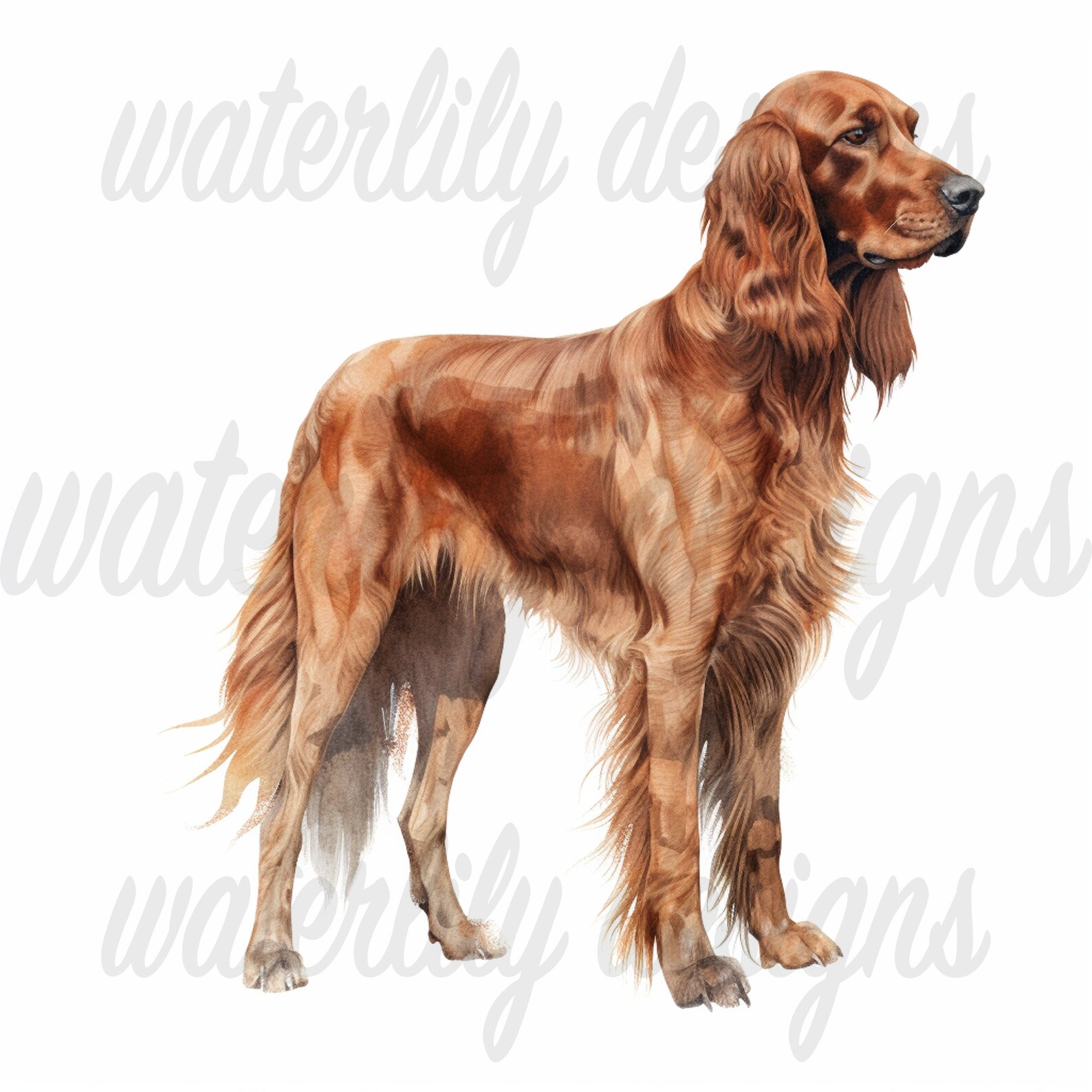 Irish Setter Clipart Bundle: 8 Vibrant Jpgs, Commercial Use (digital ...