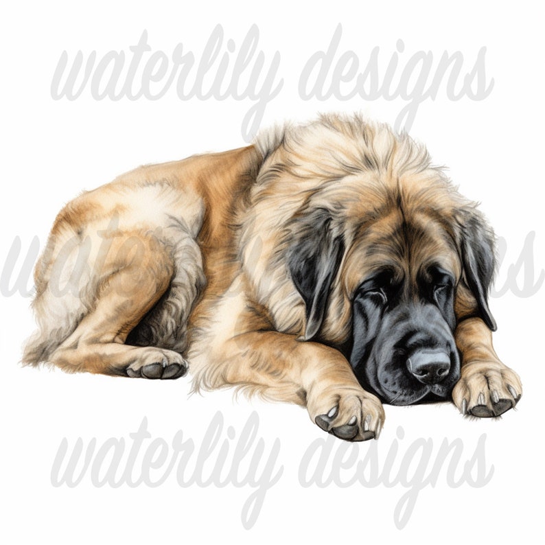 Leonberger Clipart Bundle - 5 High Quality Vibrant Jpgs, Printable ...