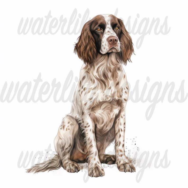 Springer Spaniel Clipart Bundle - 10 High Quality Vibrant Jpgs ...