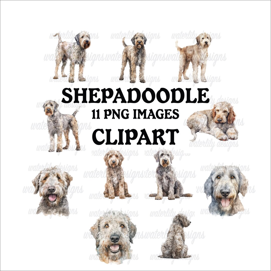 Shepadoodle Watercolor Clipart: 11 PNG Images (digital Download) - Etsy