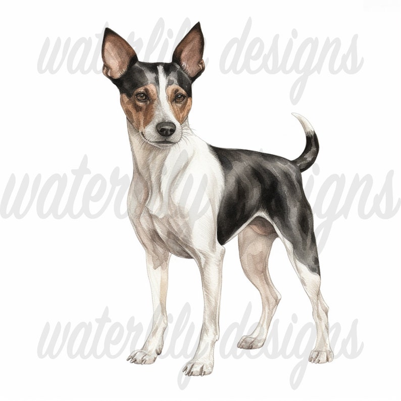 Rat Terrier Clipart Bundle - 8 High Quality Vibrant Jpgs, Printable ...