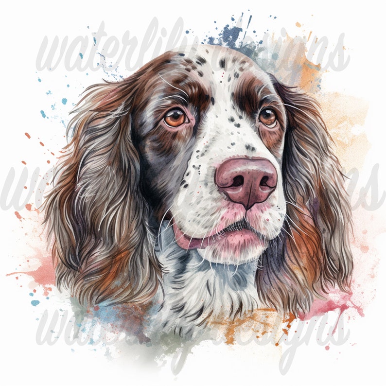 Springer Spaniel Clipart Bundle - 10 High Quality Vibrant Jpgs ...