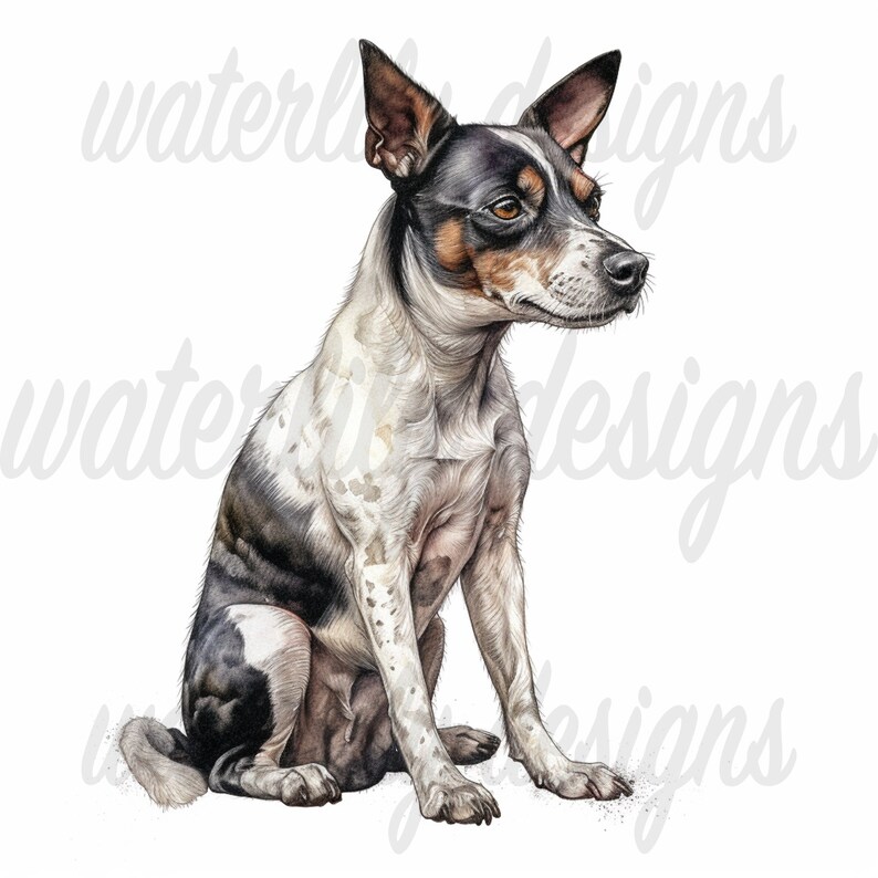 Rat Terrier Clipart Bundle - 8 High Quality Vibrant Jpgs, Printable ...