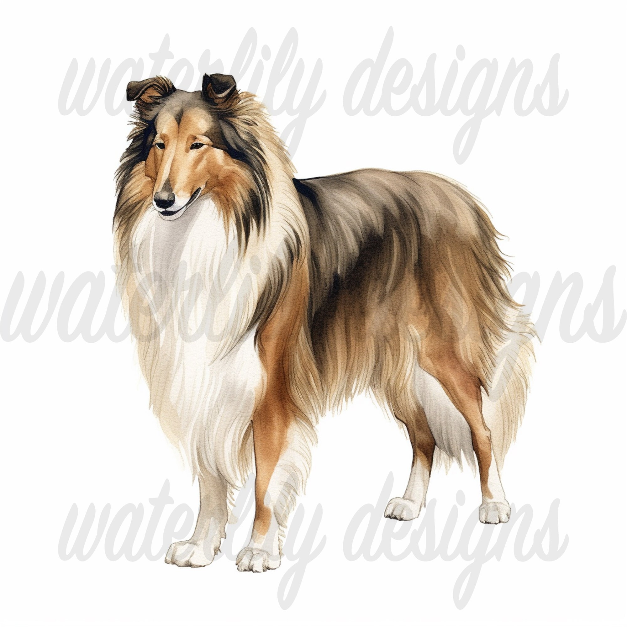 Rough Collie Clipart Bundle 8 High Quality Vibrant Jpgs, Printable ...
