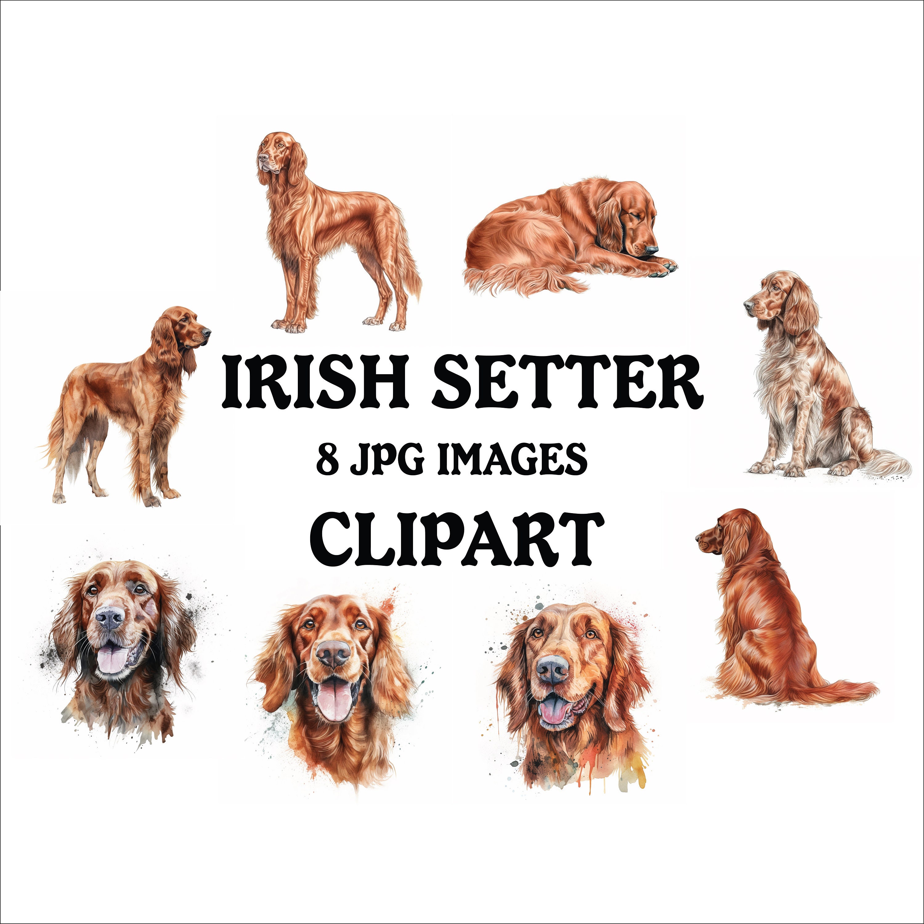 Irish Setter Clipart Bundle: 8 Vibrant Jpgs, Commercial Use (digital ...