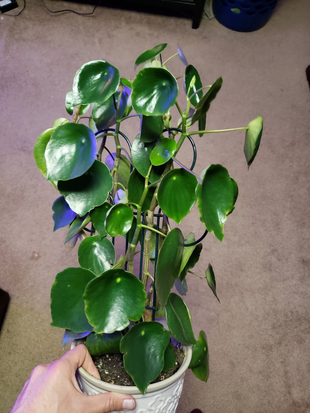 Raindrop Peperomia peperomia Polybotrya - Etsy