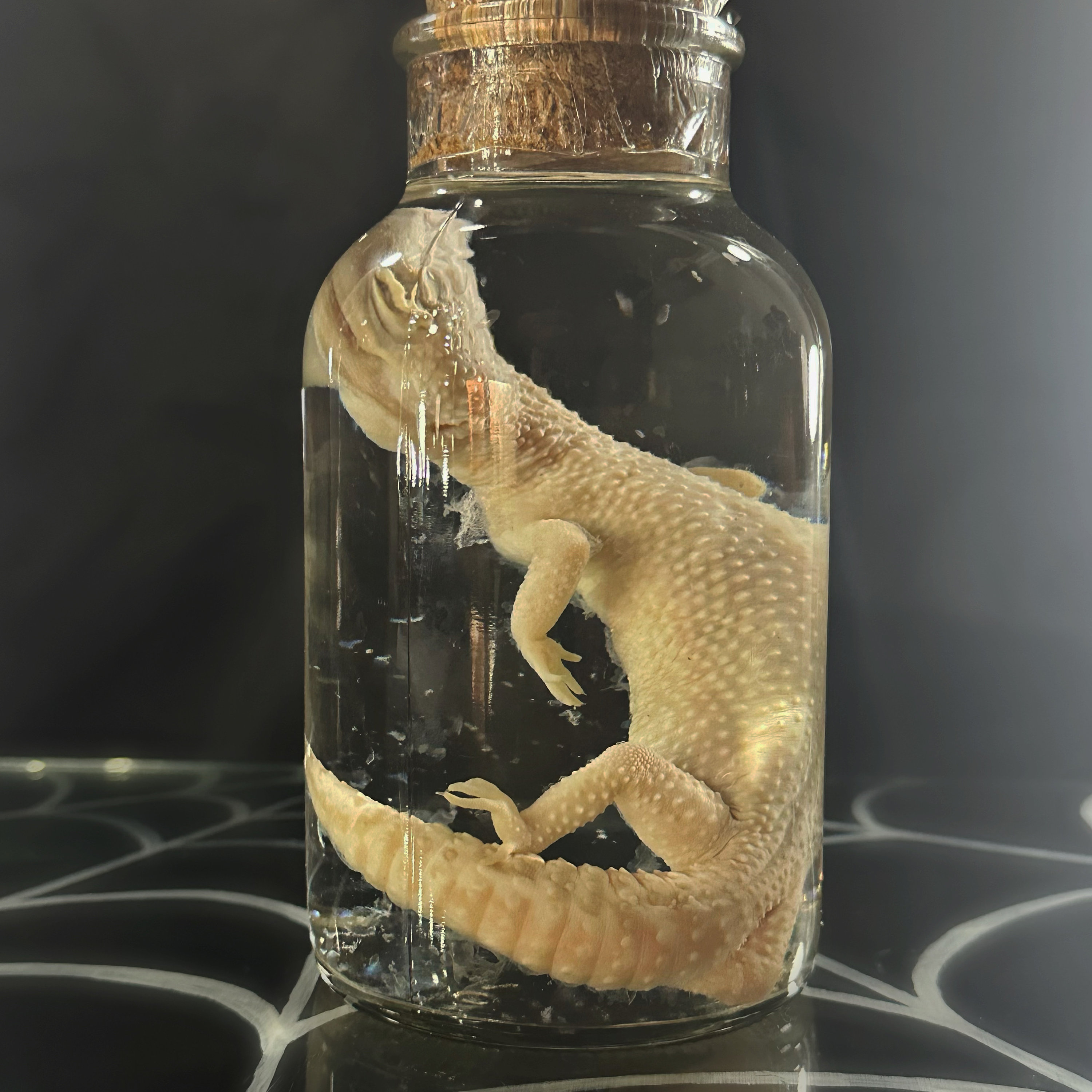 Leopard Gecko Wet Specimen - Etsy