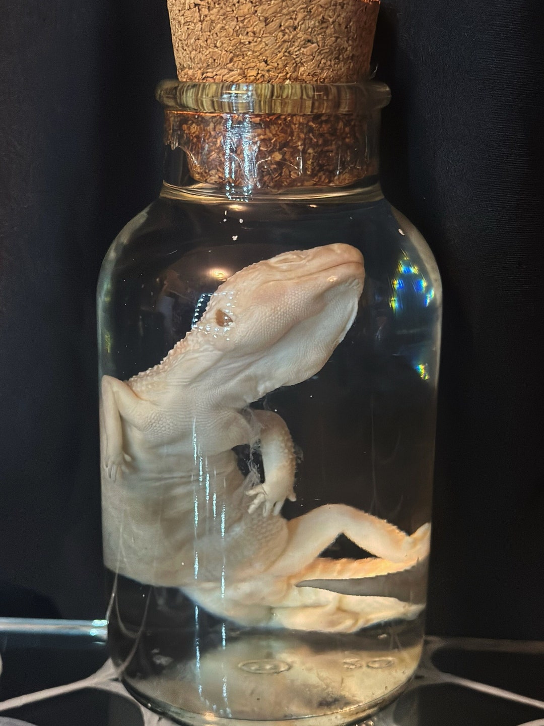 Leopard Gecko Wet Specimen - Etsy