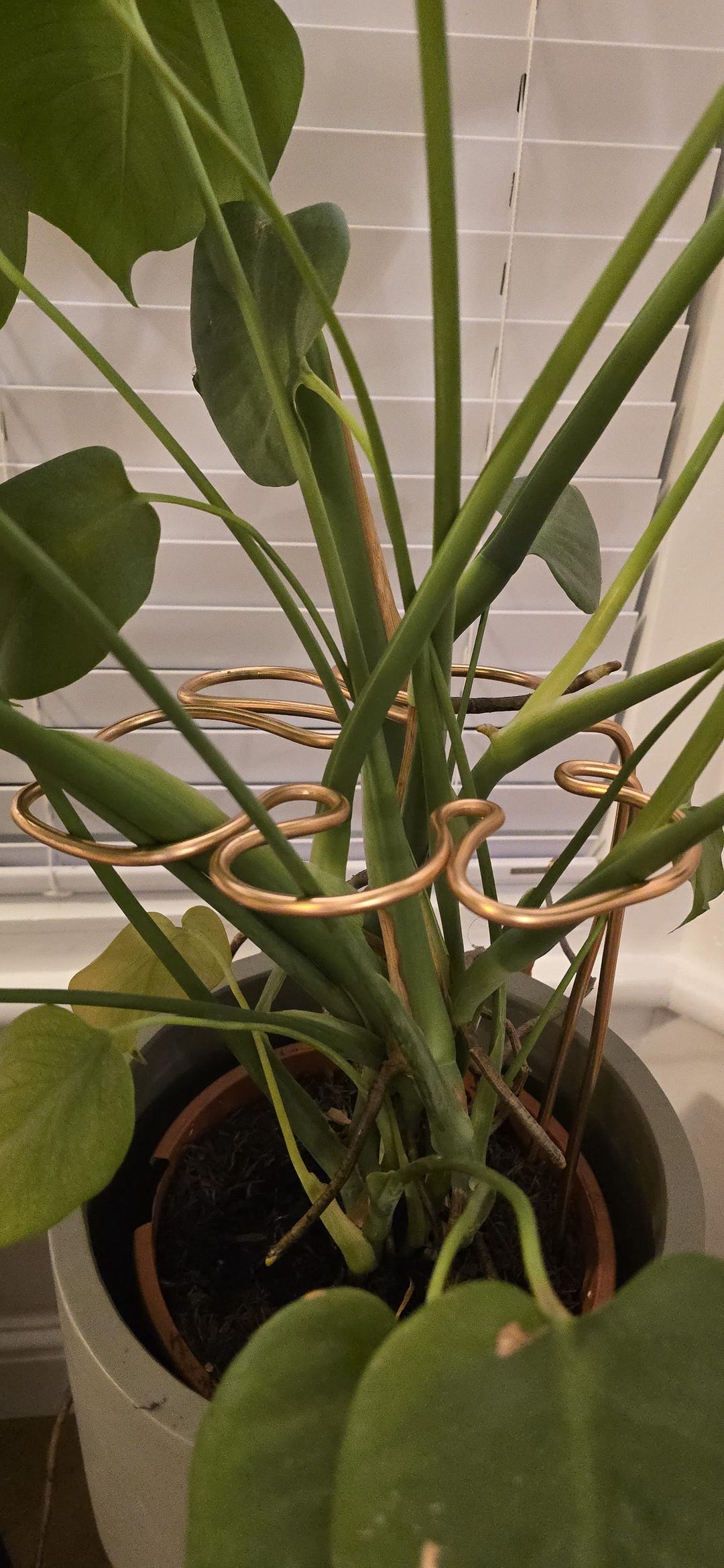 Large Monstera Shaped Plant Support - Copper or Gold Coloured - Etsy
