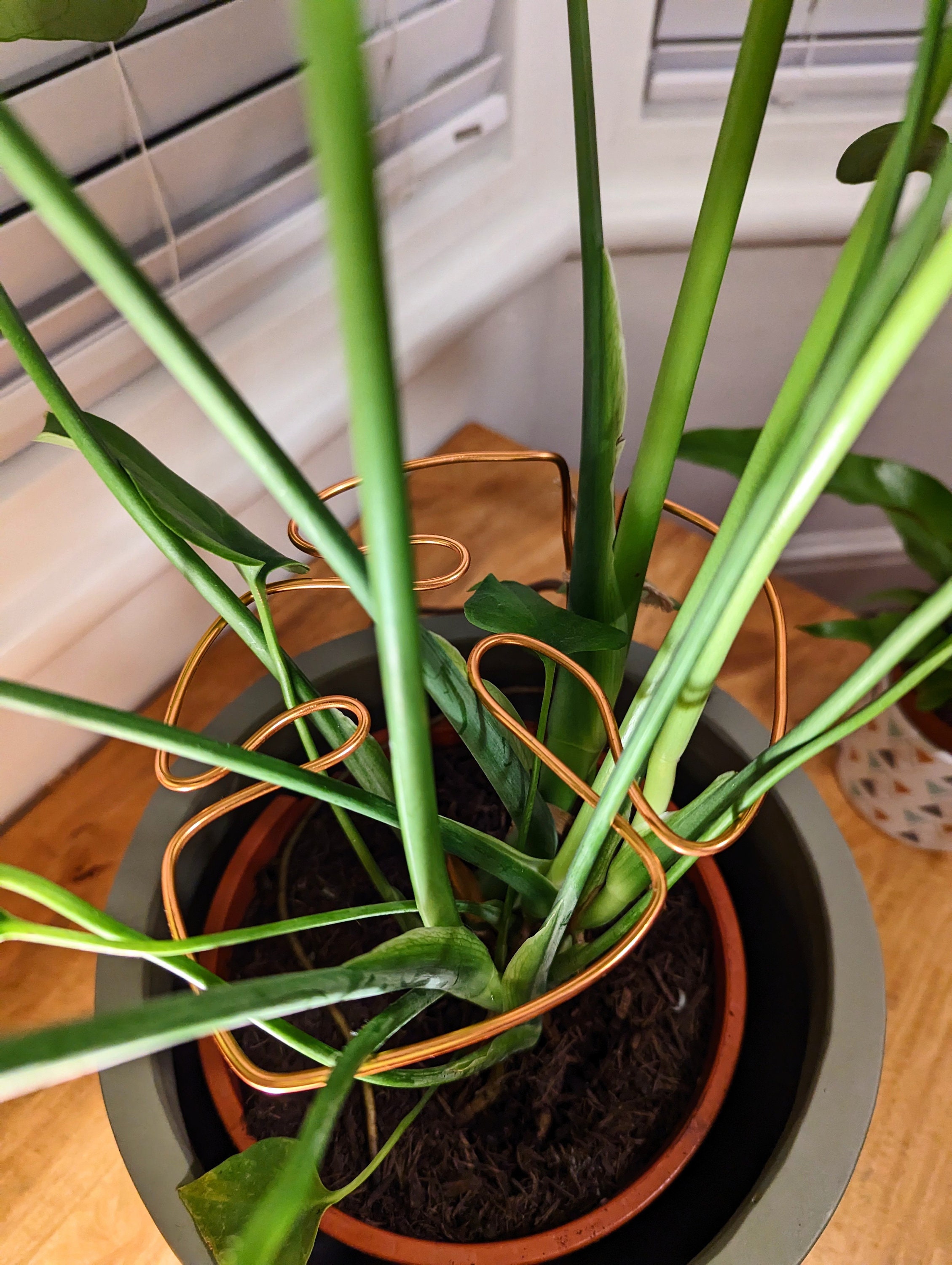 Copper Coloured Plant Support Monstera Shaped - Etsy