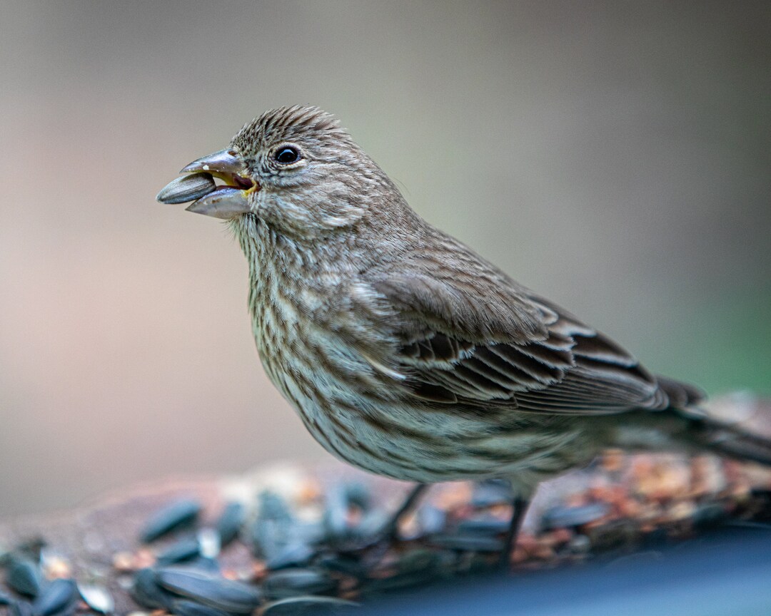 Download Printable Photo - Chomping - Etsy
