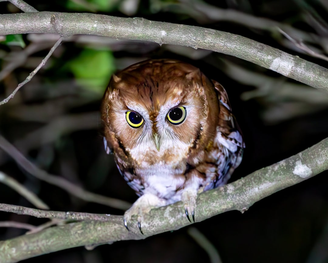 Download Printable Photo - Red Morph Screech Owl - Etsy