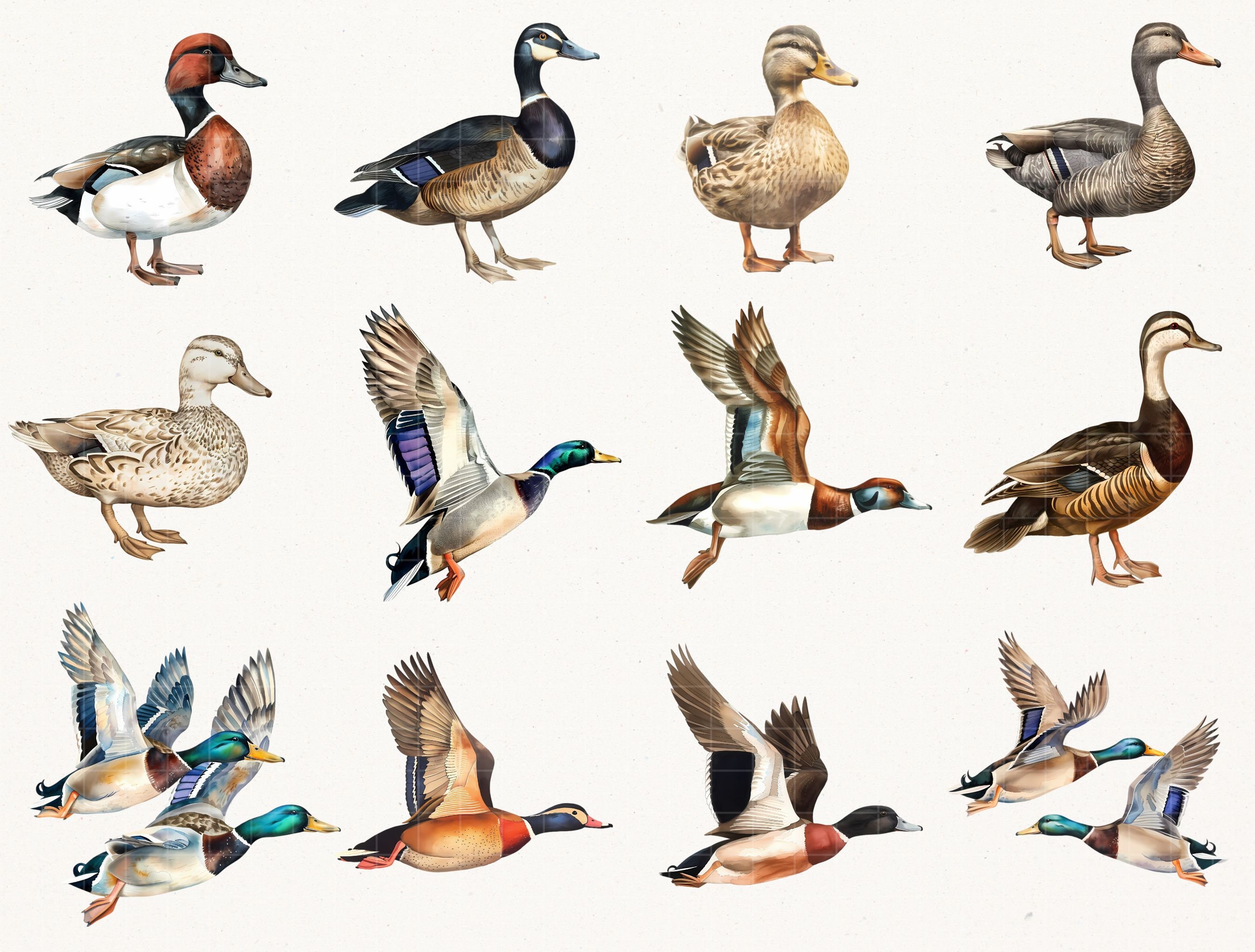 Elegant Watercolor Mallard Duck Clipart 67 PNG Realistic Duck Clipart ...