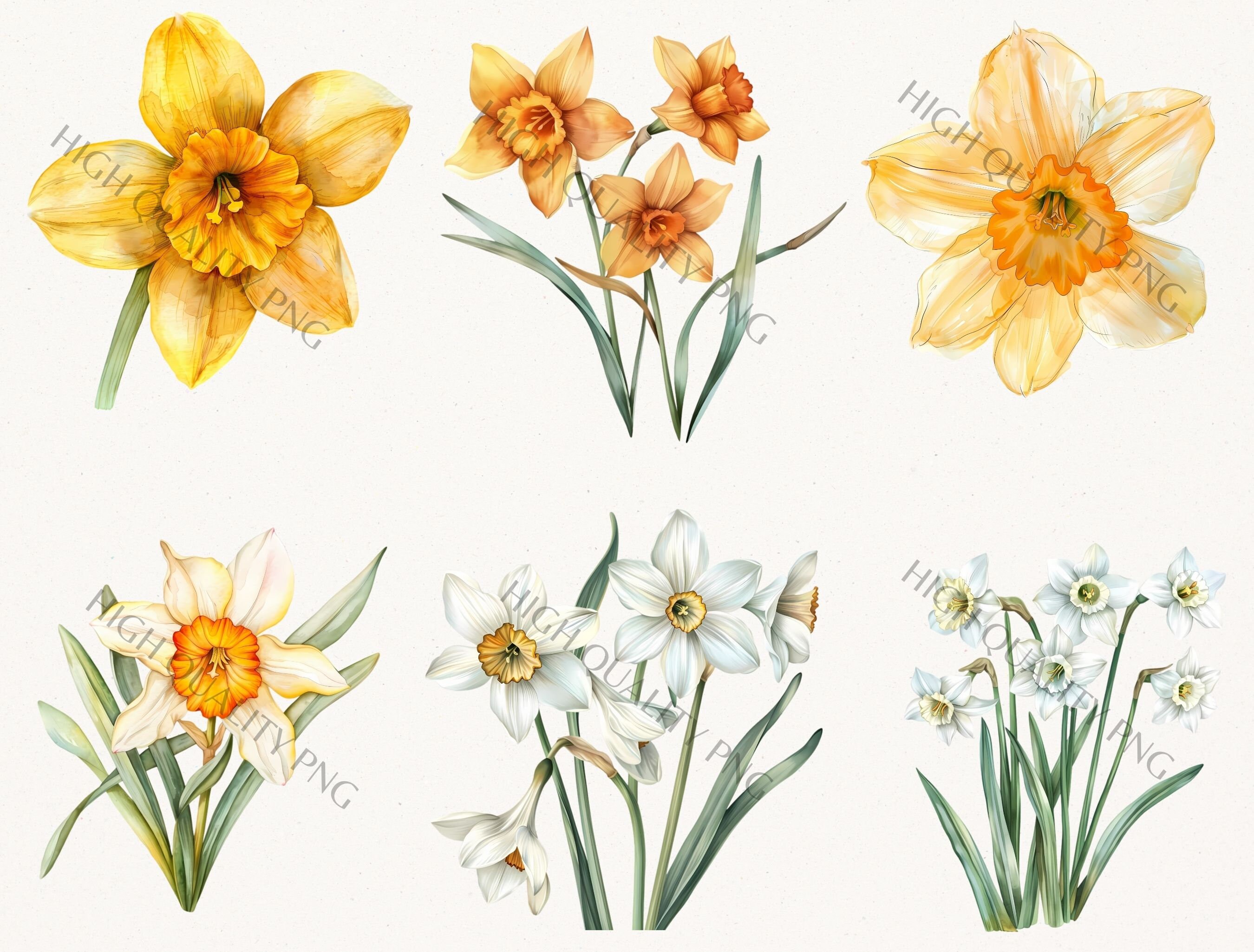Vibrant Daffodil Clipart Bundle - Set of 29 PNG Yellow Watercolor ...