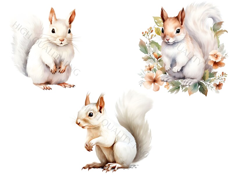 Cute Squirrels Clipart Cute Squirrel Watercolor Clipart Squirrel Png 24 ...